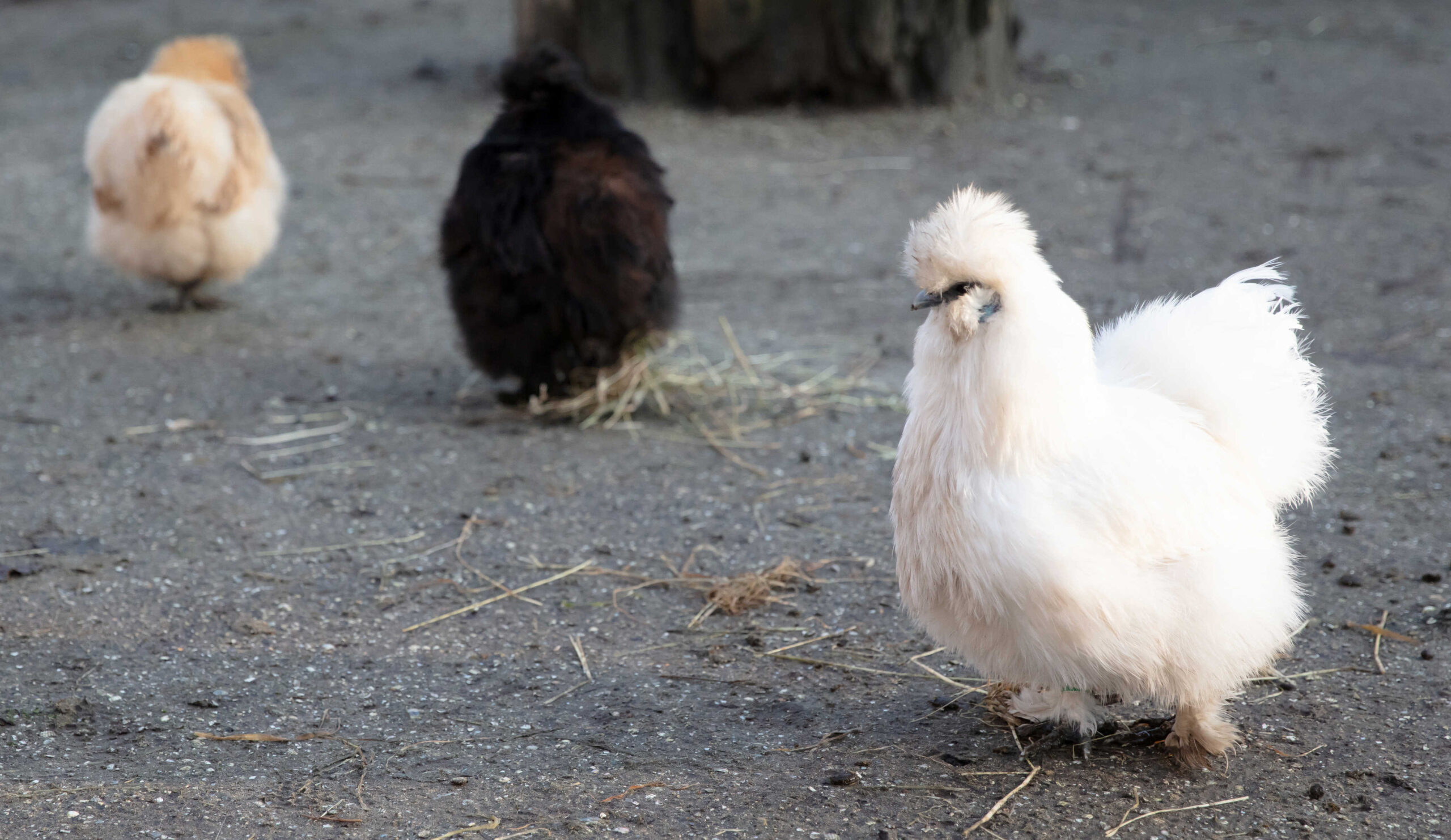 Hanging With New Peeps – The New Urban Homesteaders